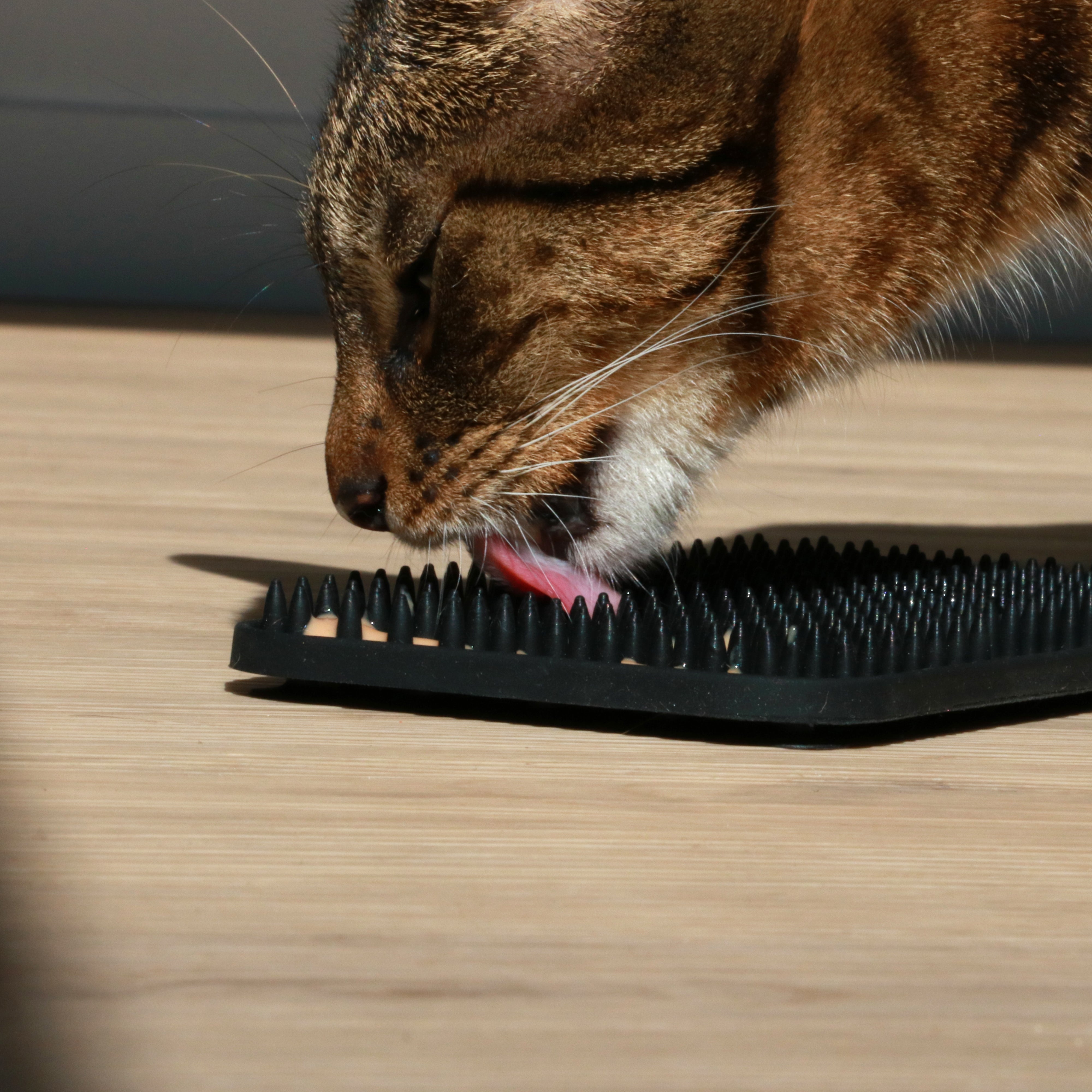 Felinova ♡ I Love Happy Cats