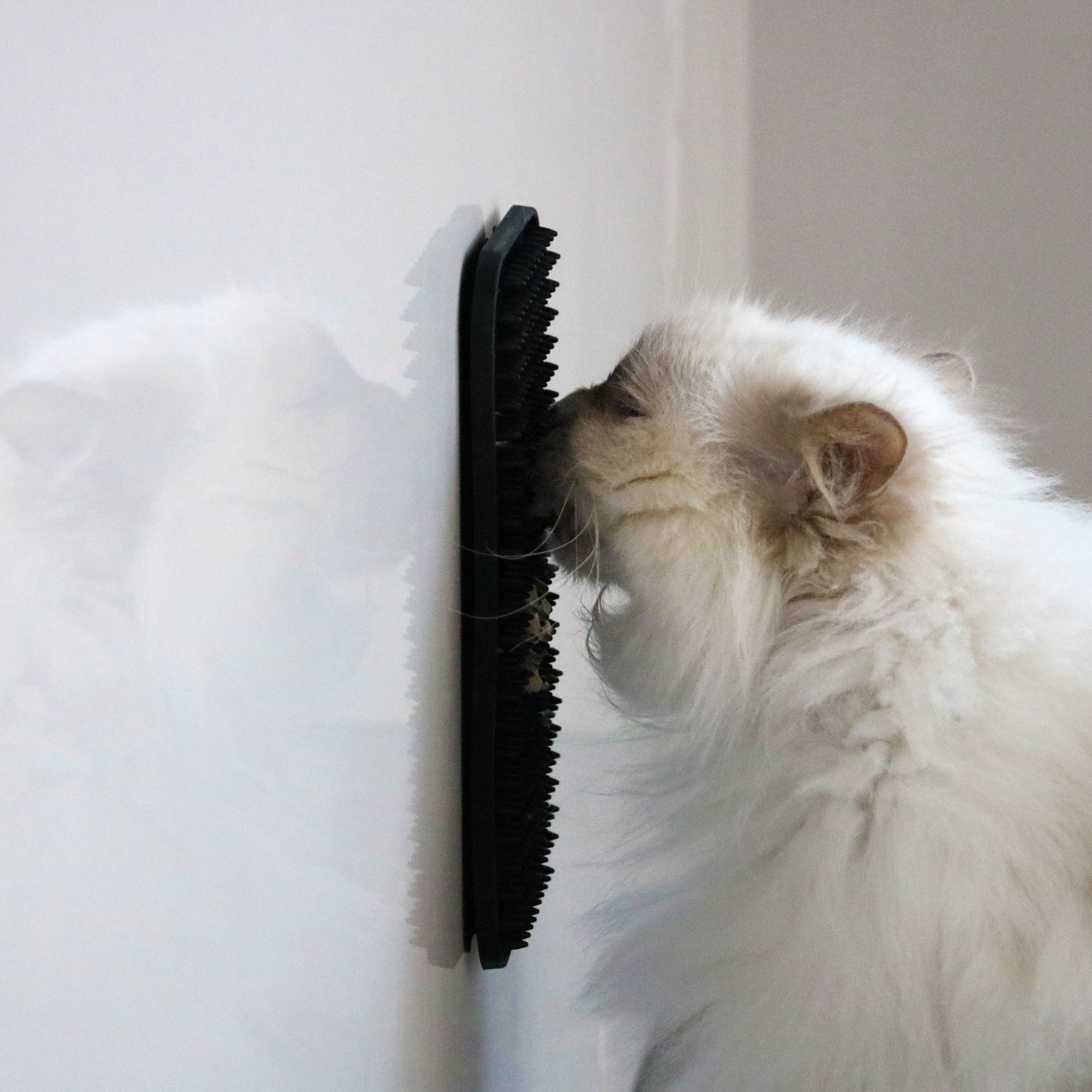 Felinova ♡ I Love Happy Cats