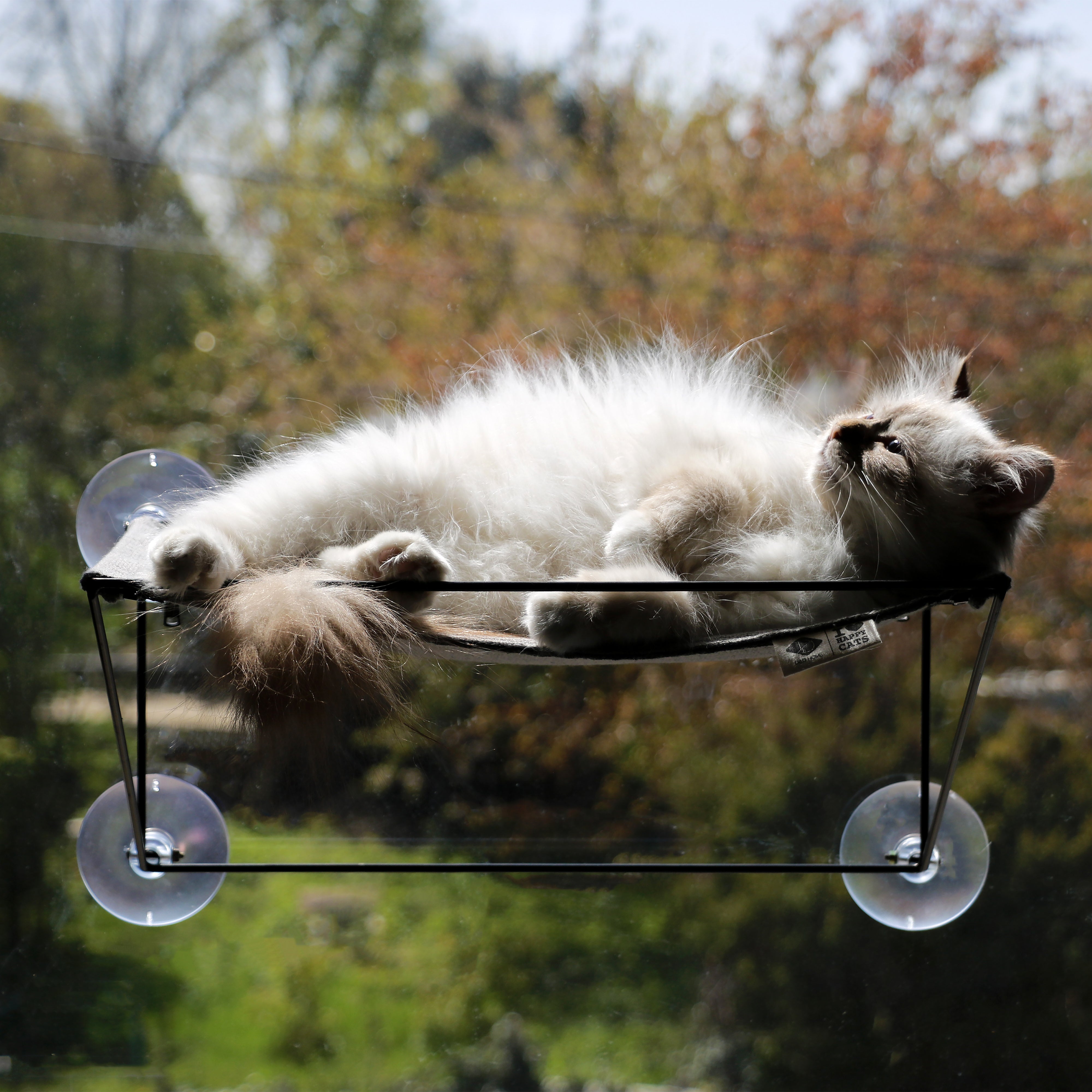 Felinova ♡ I Love Happy Cats