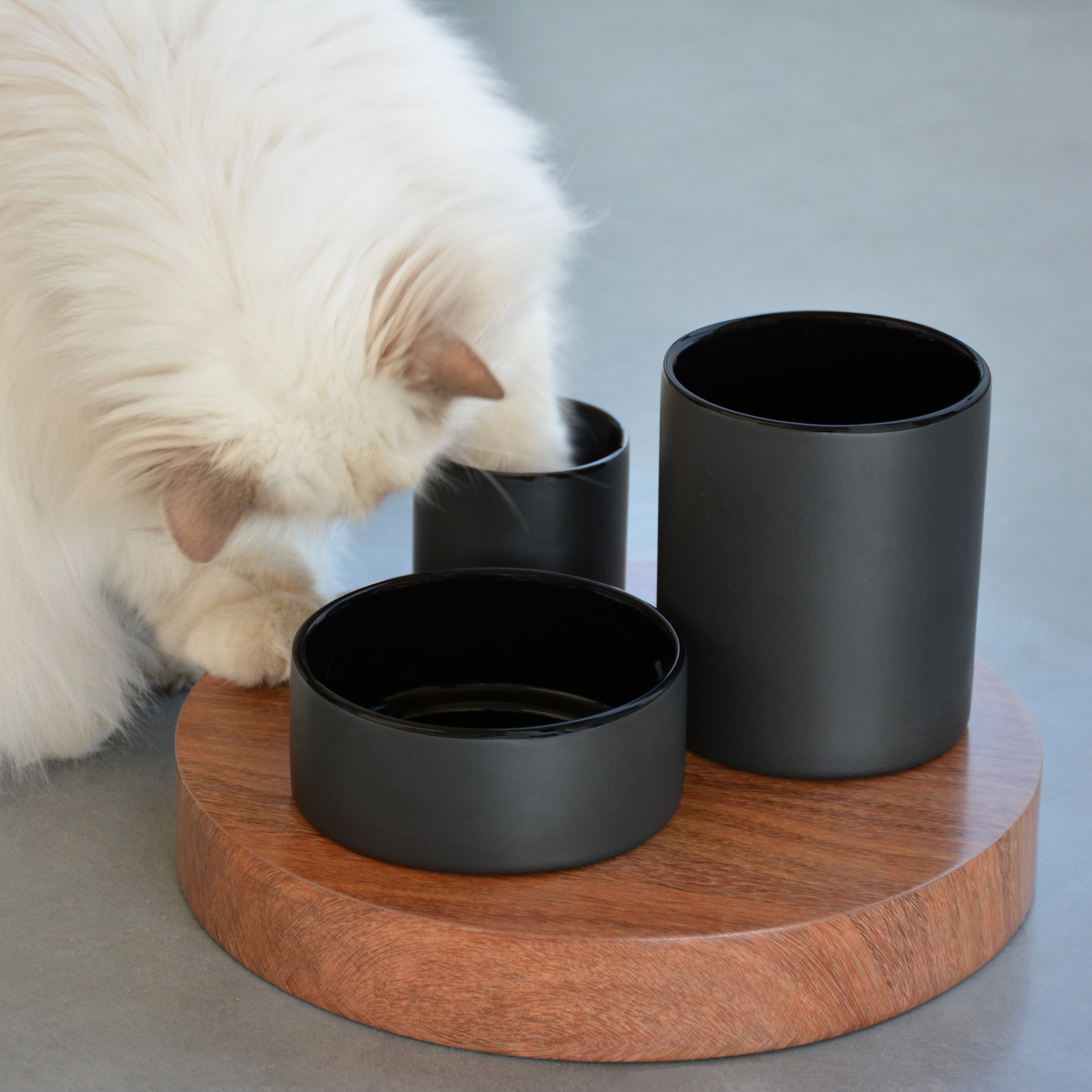 Felinova ♡ I Love Happy Cats