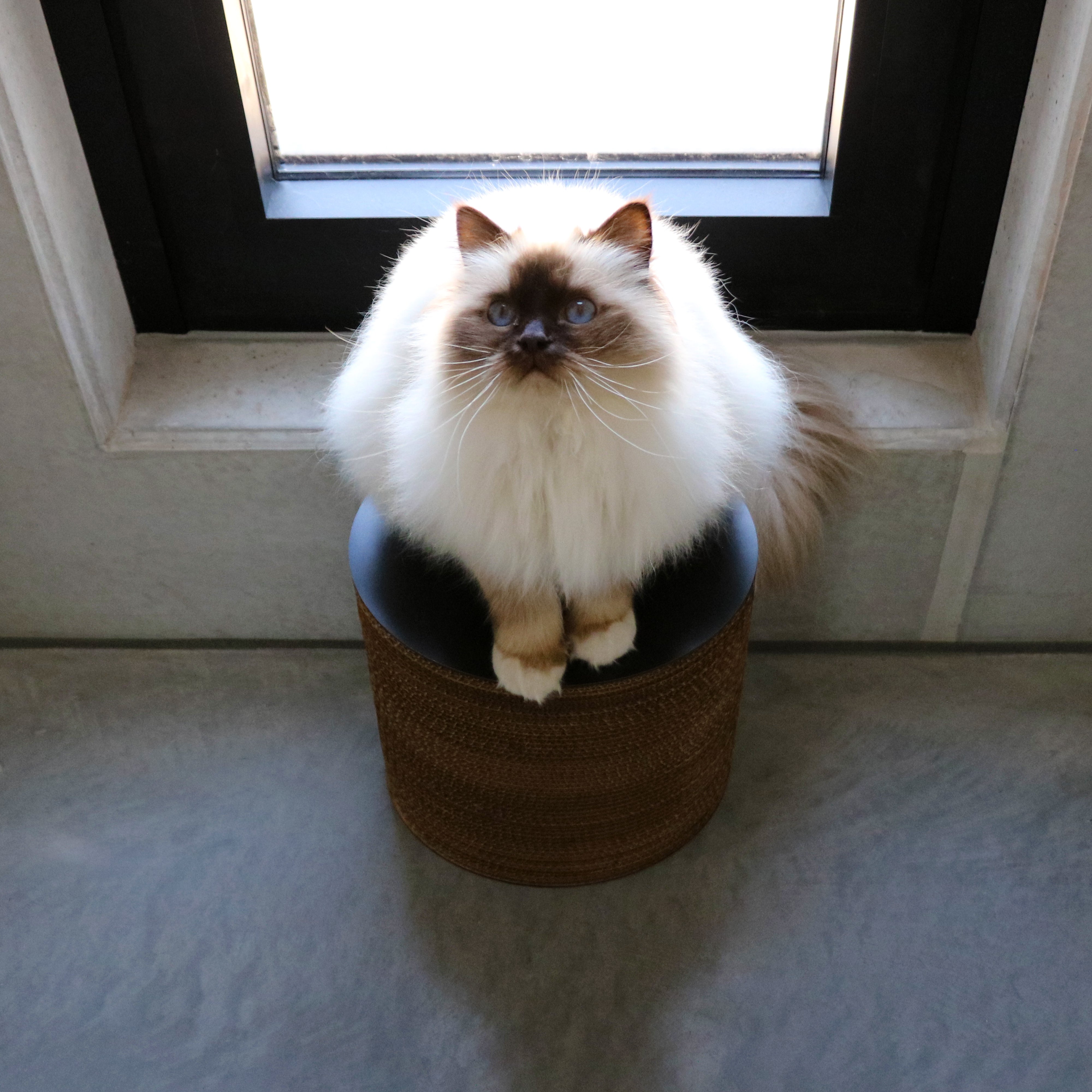 Felinova ♡ I Love Happy Cats