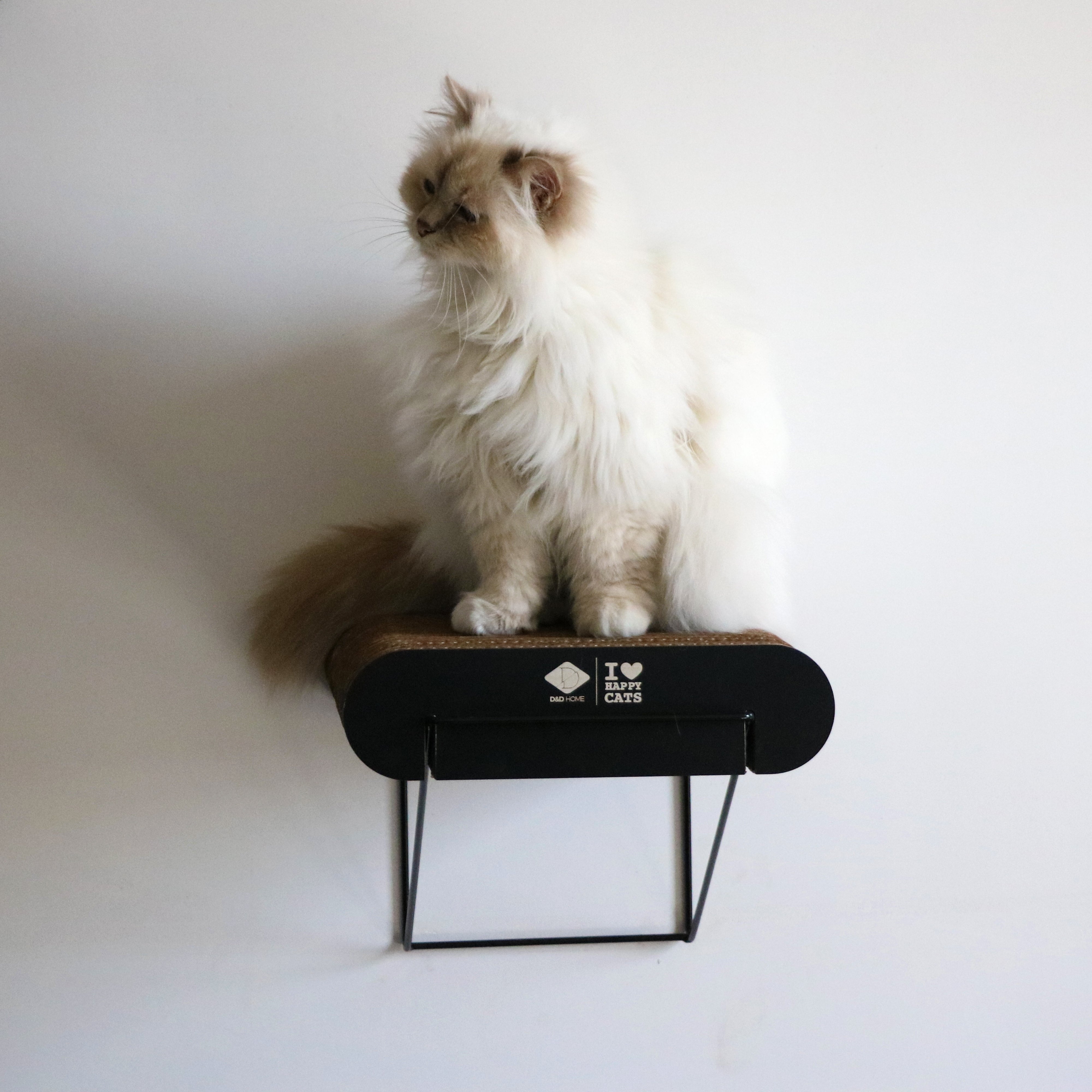 Felinova ♡ I Love Happy Cats