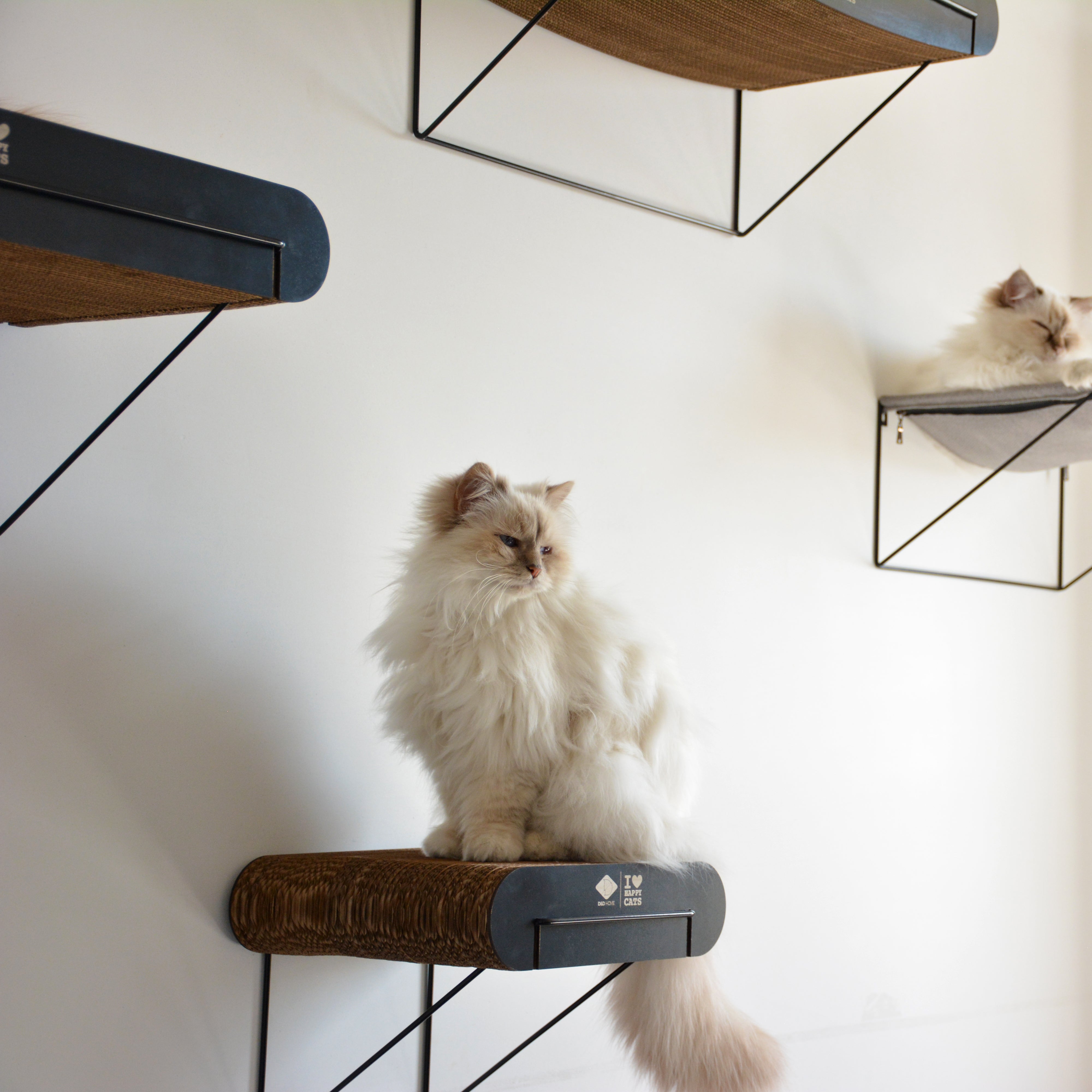 Felinova ♡ I Love Happy Cats