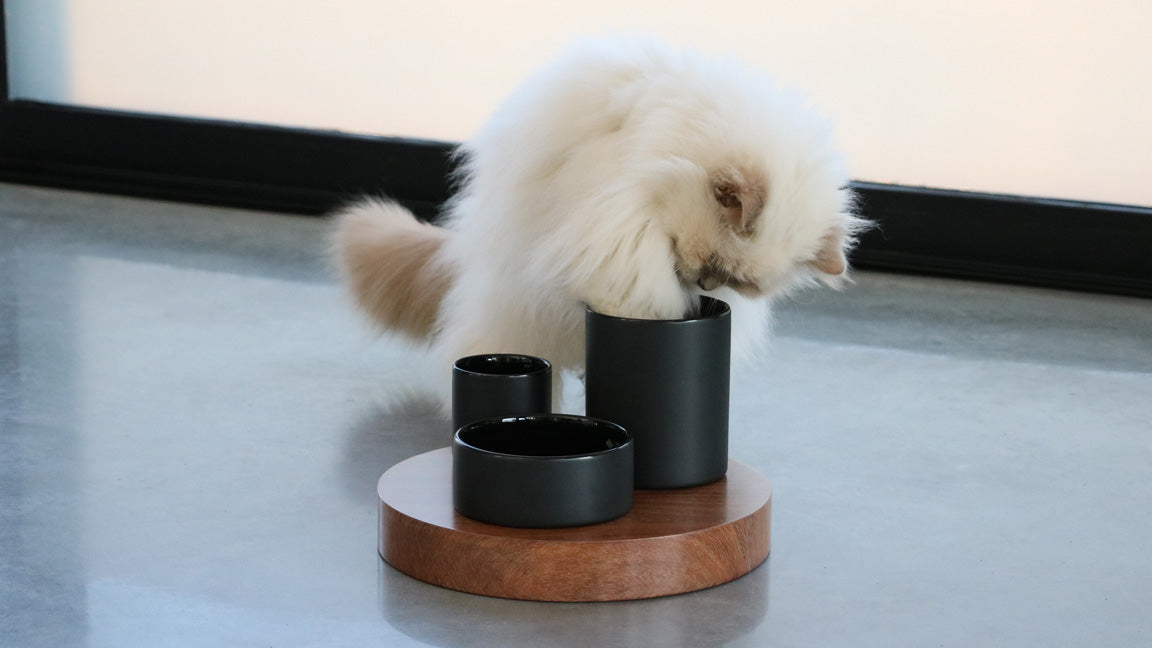 Felinova ♡ I Love Happy Cats