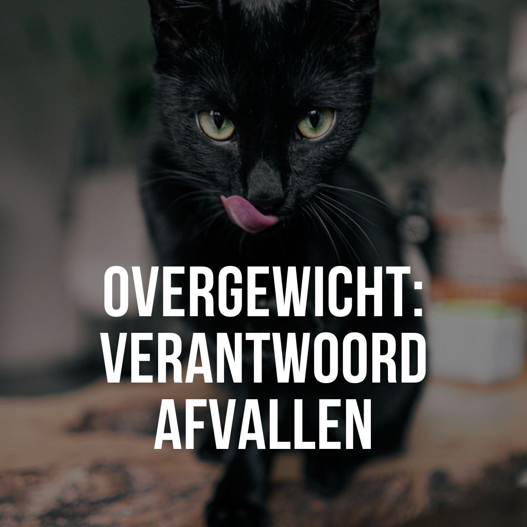 Felinova ♡ I Love Happy Cats