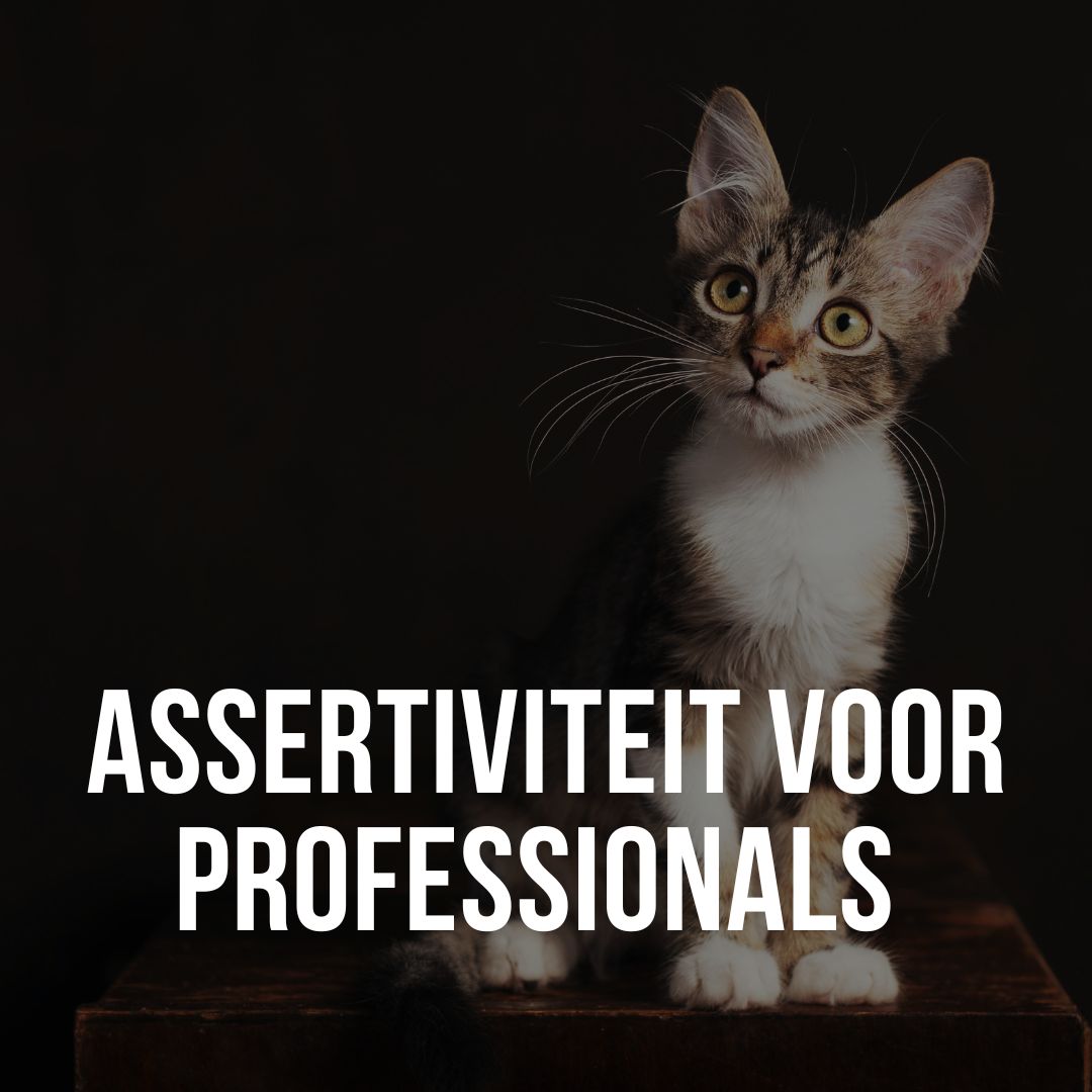 Felinova ♡ I Love Happy Cats