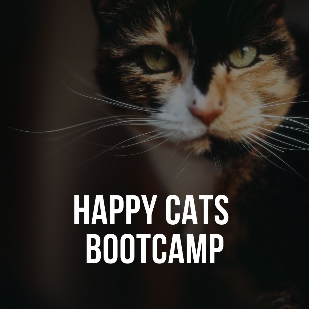 Felinova ♡ I Love Happy Cats