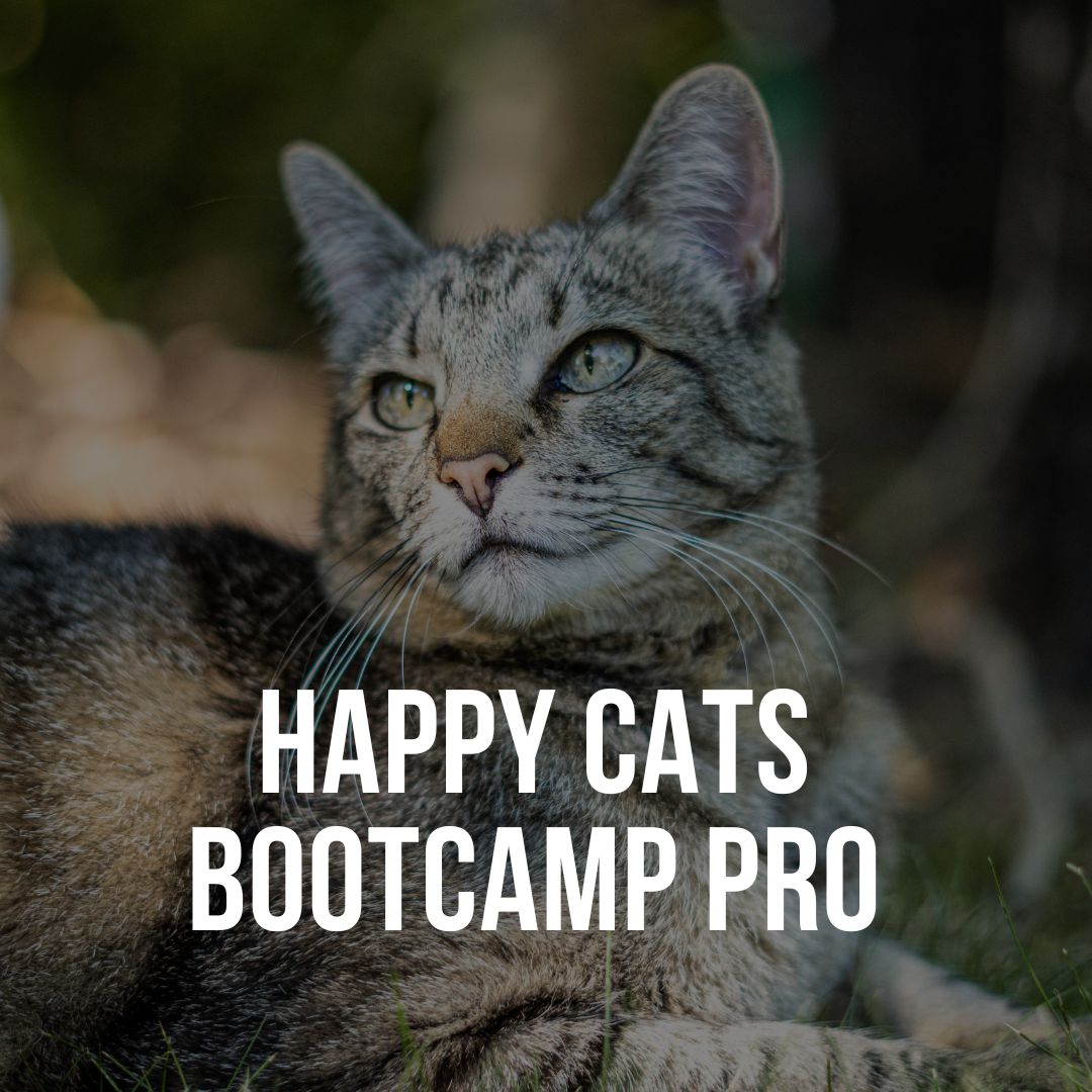 Felinova ♡ I Love Happy Cats