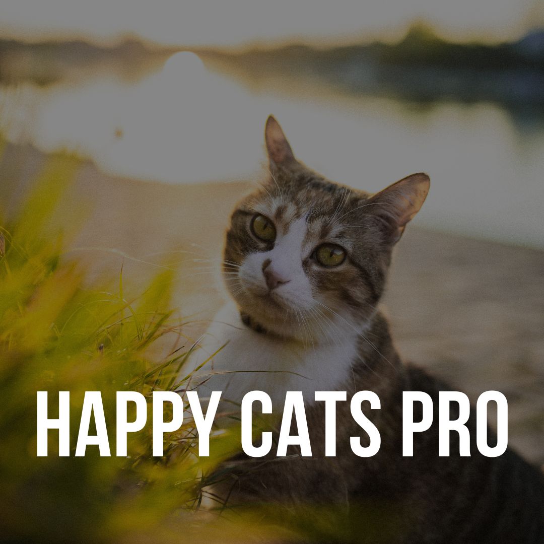 Felinova ♡ I Love Happy Cats