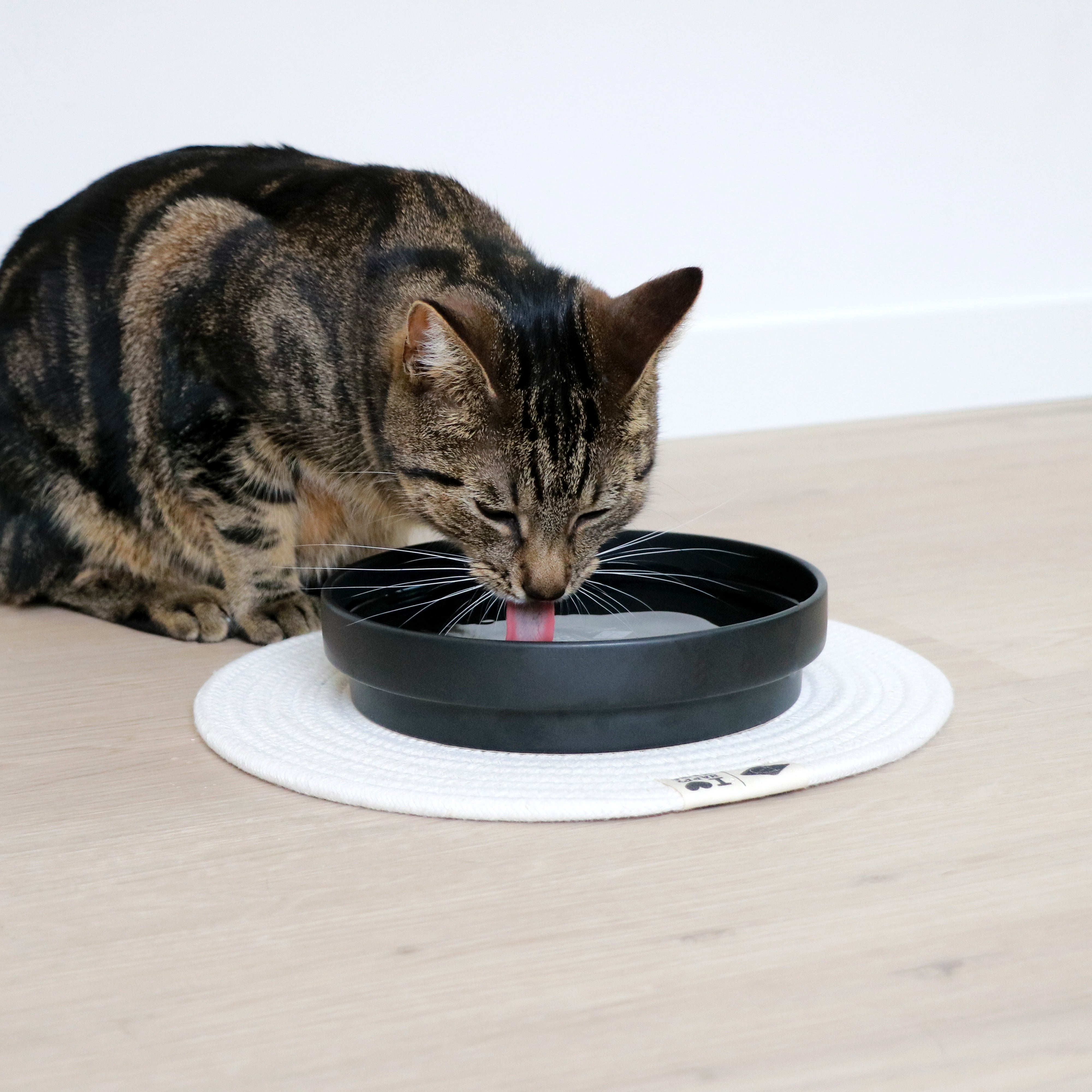 Felinova ♡ I Love Happy Cats